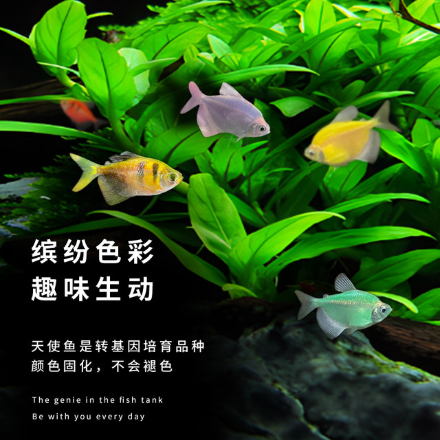 Colorful Angel Fish Small Ornamental Fish Live-resistant Mixed Pet Fish