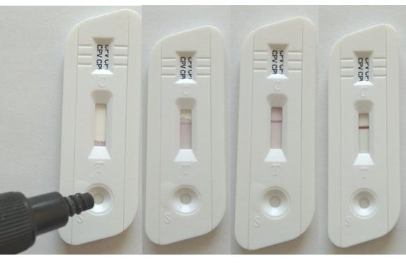 沃德宠物犬细小CPV犬冠状CCV犬瘟热CDV狗狗试纸测试卡三合一套装_虎窝淘