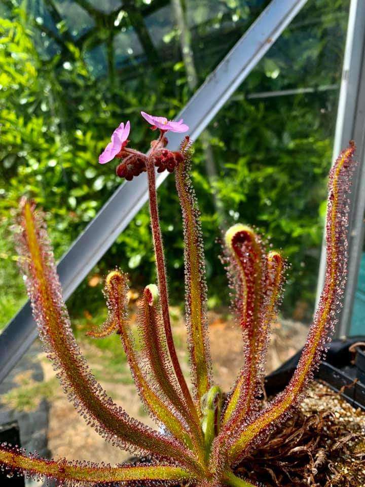【新品】雄伟（壮丽）茅膏菜丨 Drosera magnifica丨大型茅_虎窝淘