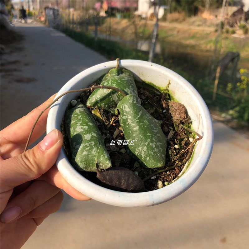 红明园艺黄花龟壳球兰耐热品种Hoya imbricate maxima red coro_虎窝淘