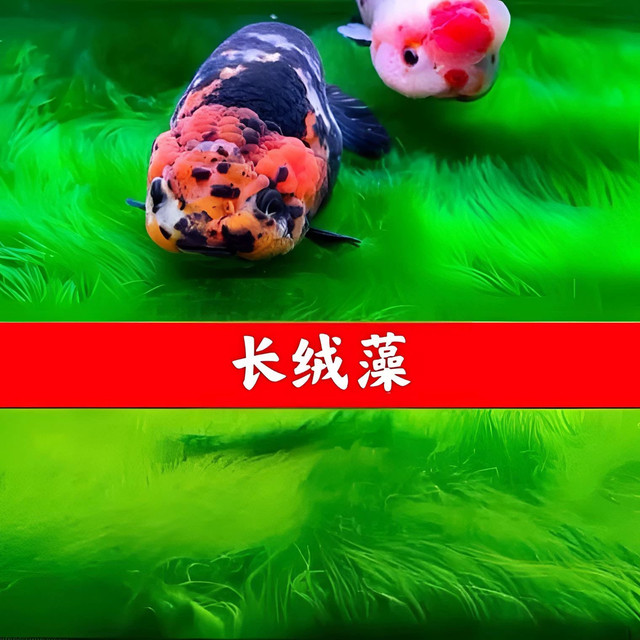 Velvety algae species Lanshou green algae hornwort algae short velvet ...