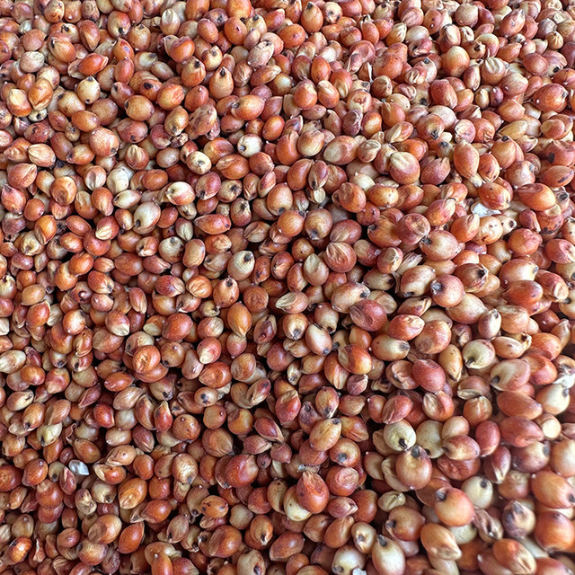 Red sorghum feed pigeons with hulled and skinned birds feed carrier ...