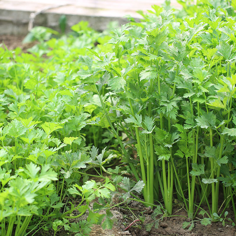 四季小香芹种籽孑种子小芹菜苗幼苗农家春季播阳台种植盆栽蔬菜种_虎窝淘