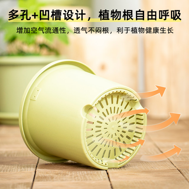 Alice Deepot rose special succulent fortune tree household gallon resin ...