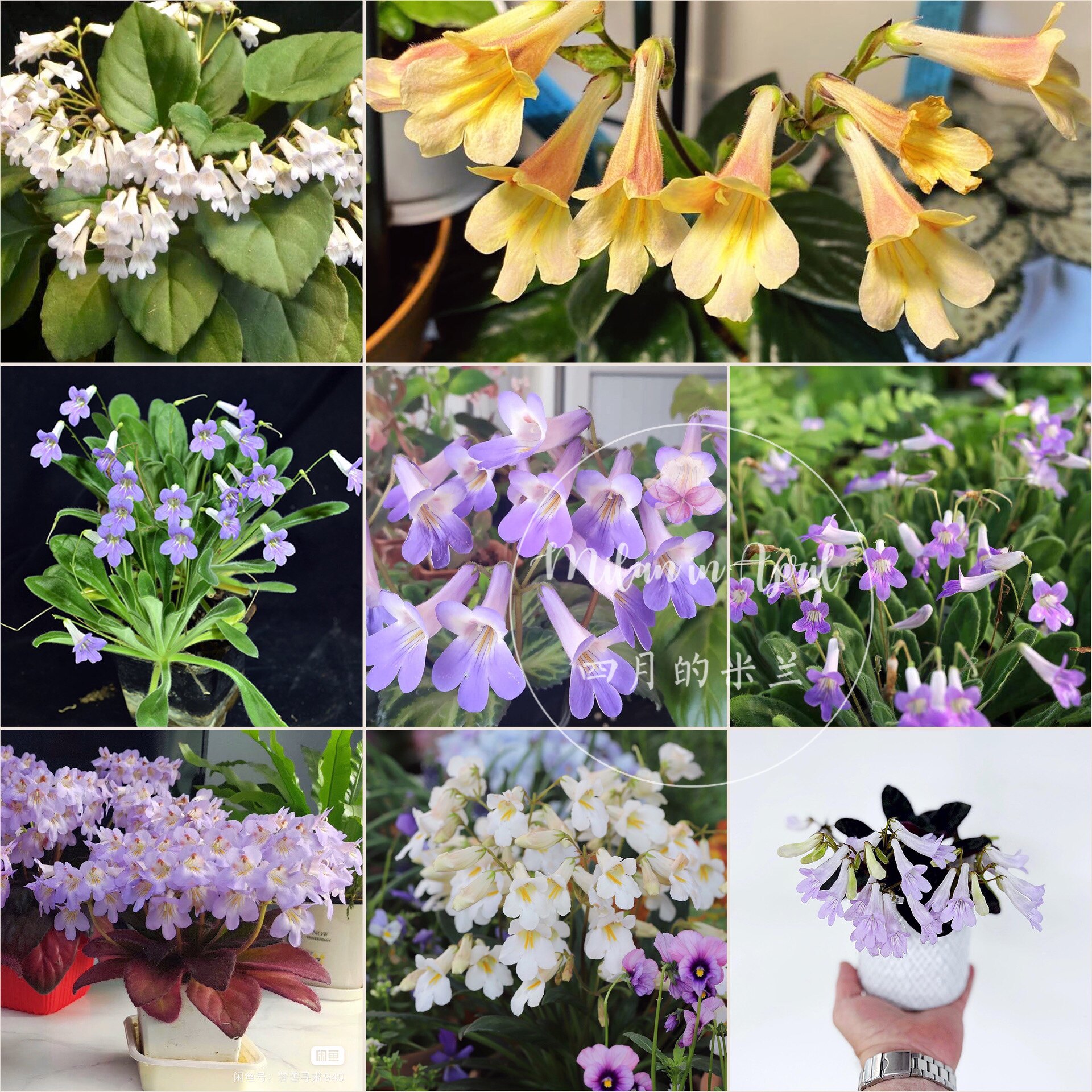 报春苦苣苔白花紫花皮草草本花卉耐阴耐热室内阳台开花植物易爆花_虎窝淘