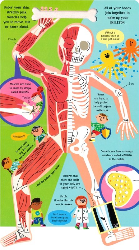 英文原版 Usborne Step Inside Science Your Body走进科学你的身体尤斯伯恩认识人体翻翻洞洞书 STEM 3 ...