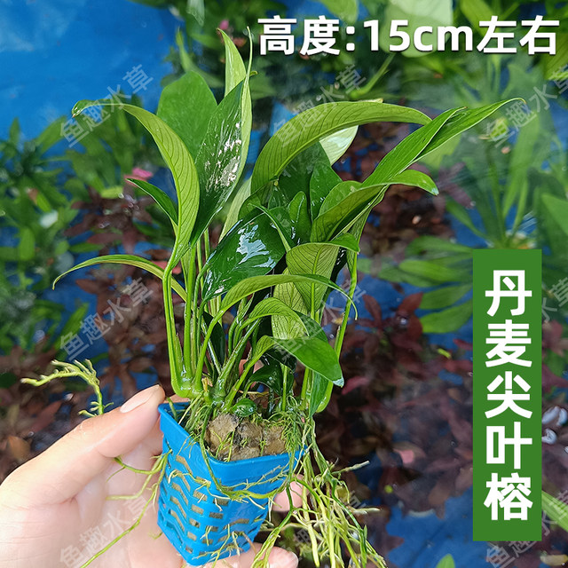 Danish pointed-leaf banyan red velvet pepper banyan mini water banyan ...