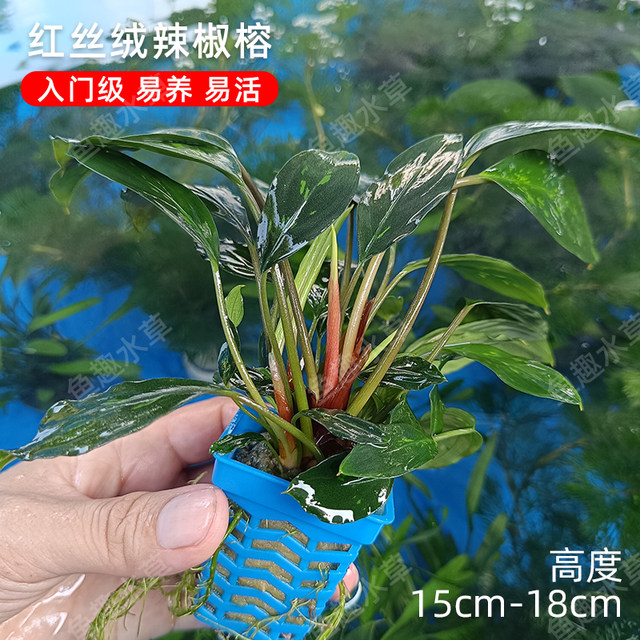 Danish pointed-leaf banyan red velvet pepper banyan mini water banyan ...