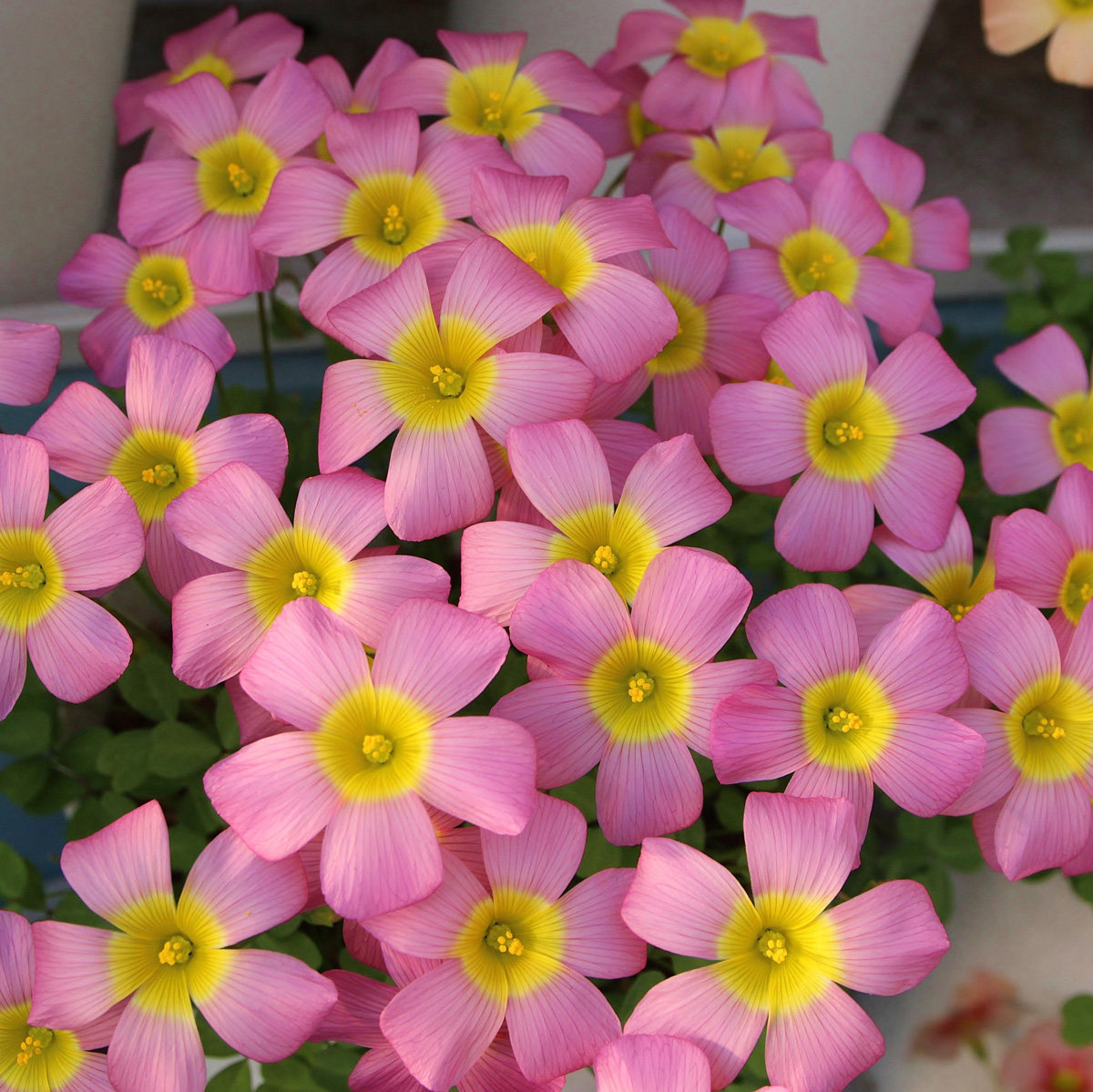 5球1份【oxalis obtusa Silk丝绸大花系】 OB系列酢浆草种球_虎窝淘