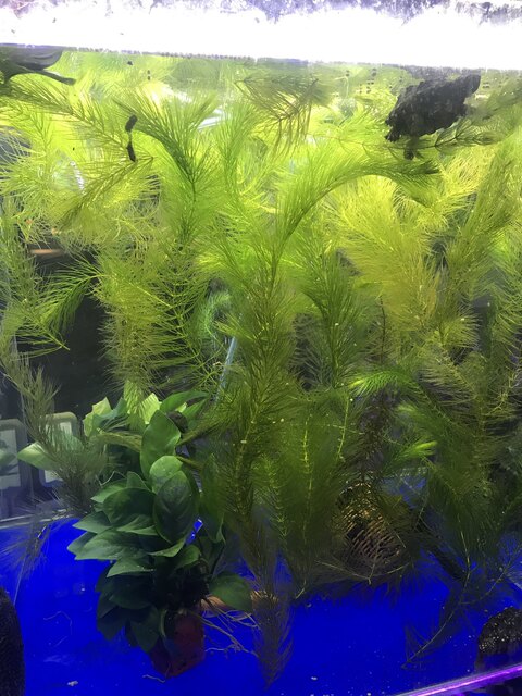 Goldfish, algae, betard grass, purify water quality, breeding, aquatic ...