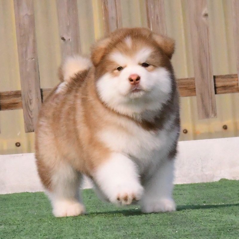 纯种阿拉斯加幼犬阿拉斯加雪橇犬大骨架阿拉斯加犬宠物狗ALww_虎窝淘