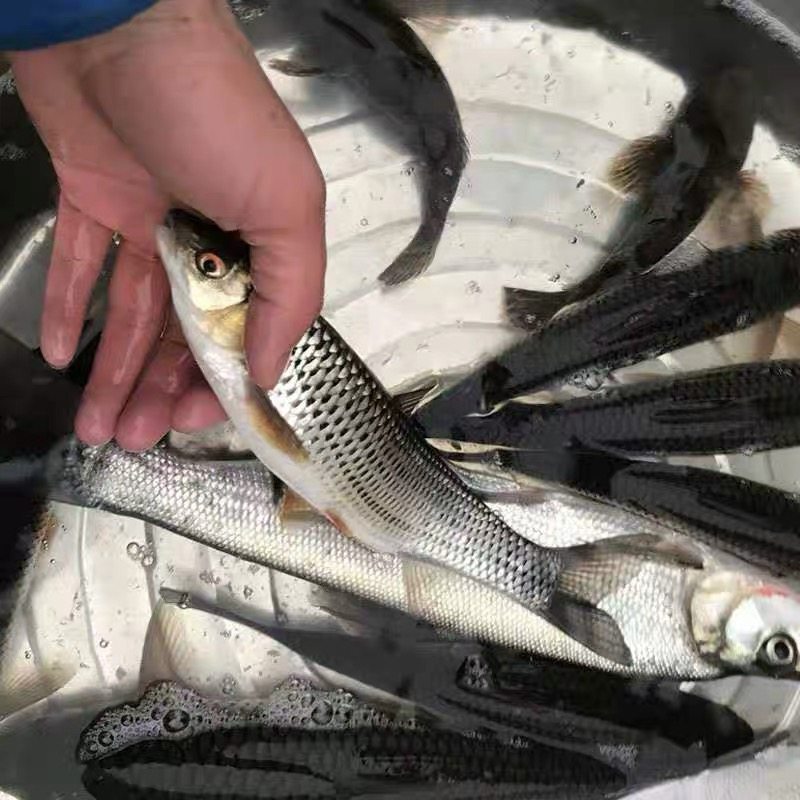 赤眼鳟鱼图片红眼,赤眼鳟鱼图片,红眼鳟鱼图片_大山谷图库