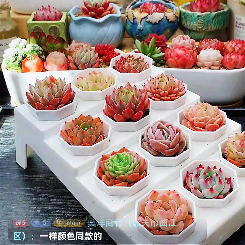 量贩米薇特小号八角多肉花盆肉锥专用盆生石花盆加厚塑料小盆包邮_虎窝淘