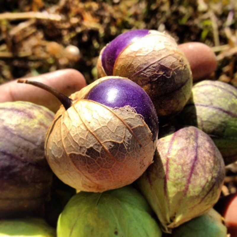 【MARSEED火星家】传家宝Purple Coban稀有紫科班浆果种子籽孑苗_虎窝淘