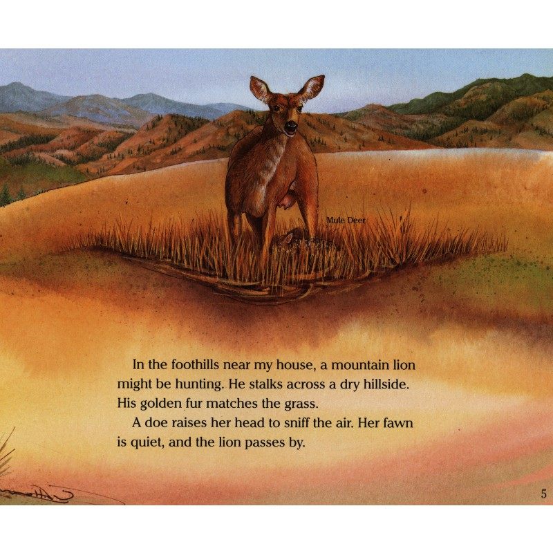 What Color Is Camouflage?(Let's Read and Find Out)自然科学启蒙2：什么是伪装色？进口儿童书3 ...