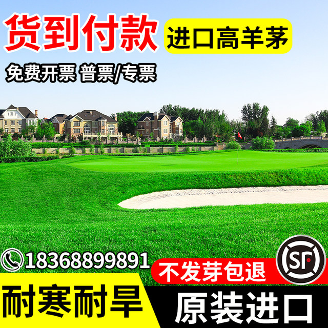 Dwarf four-season green grass seeds tall fescue ryegrass seeds slope ...