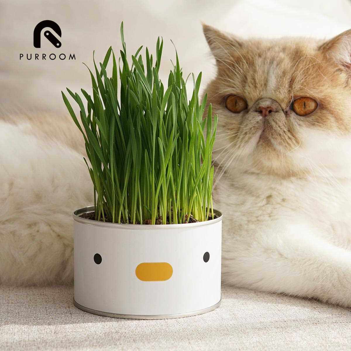ready lazy can people grass eat cat potted have planted - 宠物/宠物食品及用品 ...