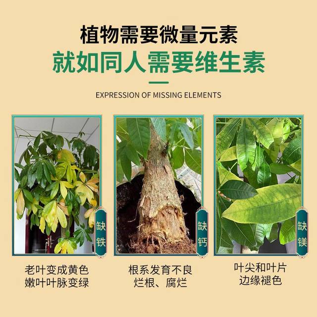 Money tree nutrient solution is specially designed to treat yellow ...