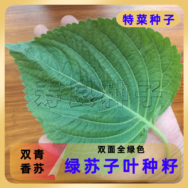 Suzi leaves seeds and seedlings double green and round fragrance Korean ...