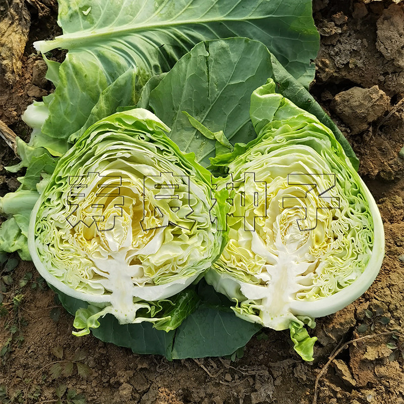 牛心甘蓝种子布尔特春丰迎春卷心菜大头菜尖包菜黄心种孑甘兰籽种_虎窝淘