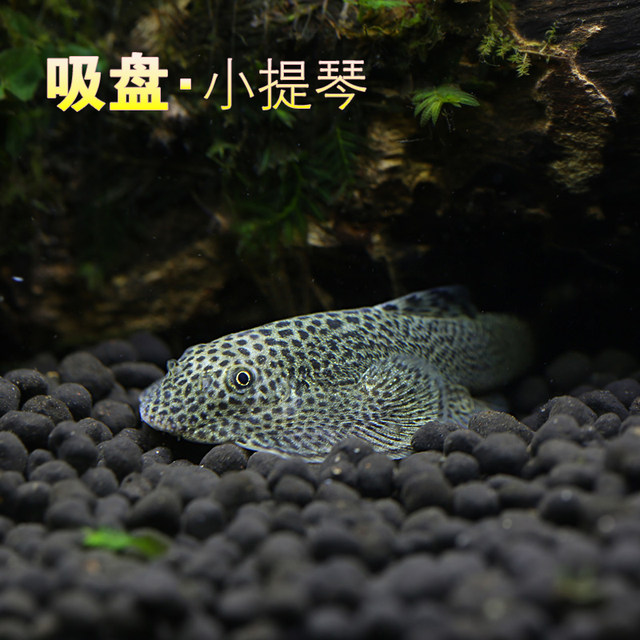 Pipa Qing Daofu double suction cello small violin climbing rocky fish ...