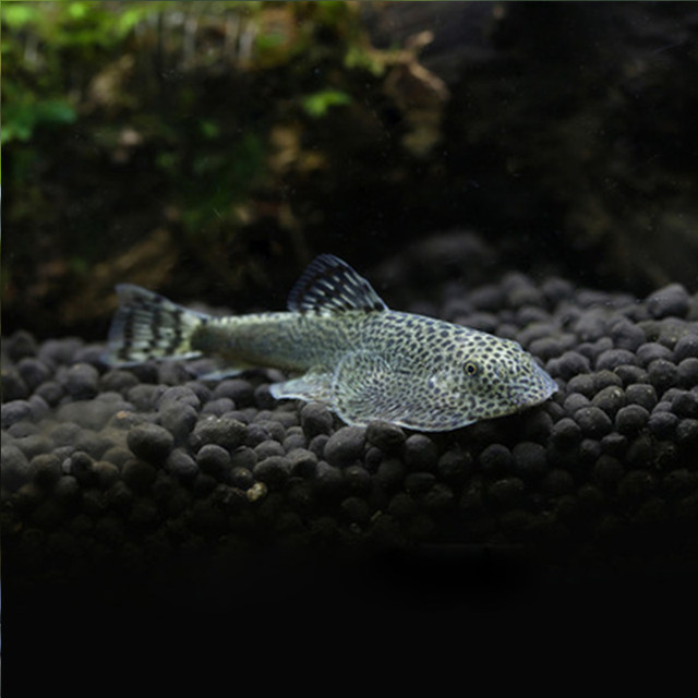 Pipa Qing Daofu double suction cello small violin climbing rocky fish ...