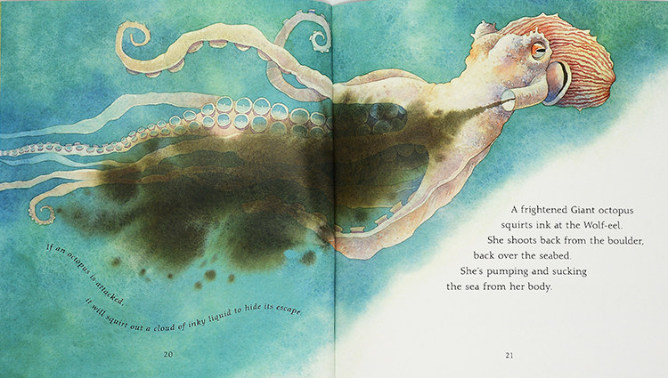 【直营】英文原版绘本 Gentle Giant Octopus小学STEM科普自然百科读物儿童自然故事书彩图 Walker Nature ...