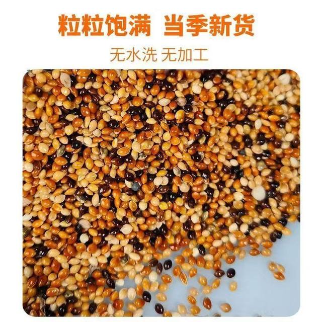 Five-color millet bird food feed mixed grain rudin chicken millet tiger ...