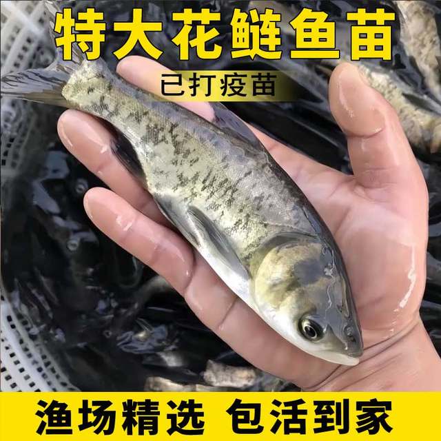 Silver carp fry freshwater culture edible live fish fat head extra ...