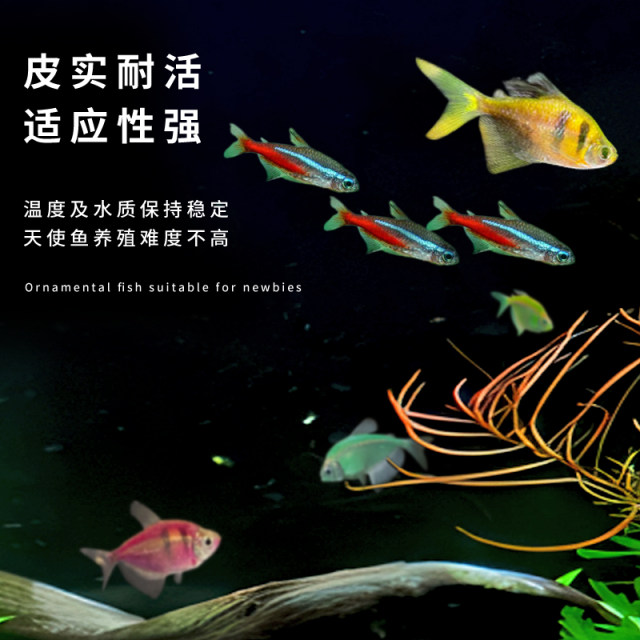 Colorful Angel Fish Small Ornamental Fish Live-resistant Mixed Pet Fish