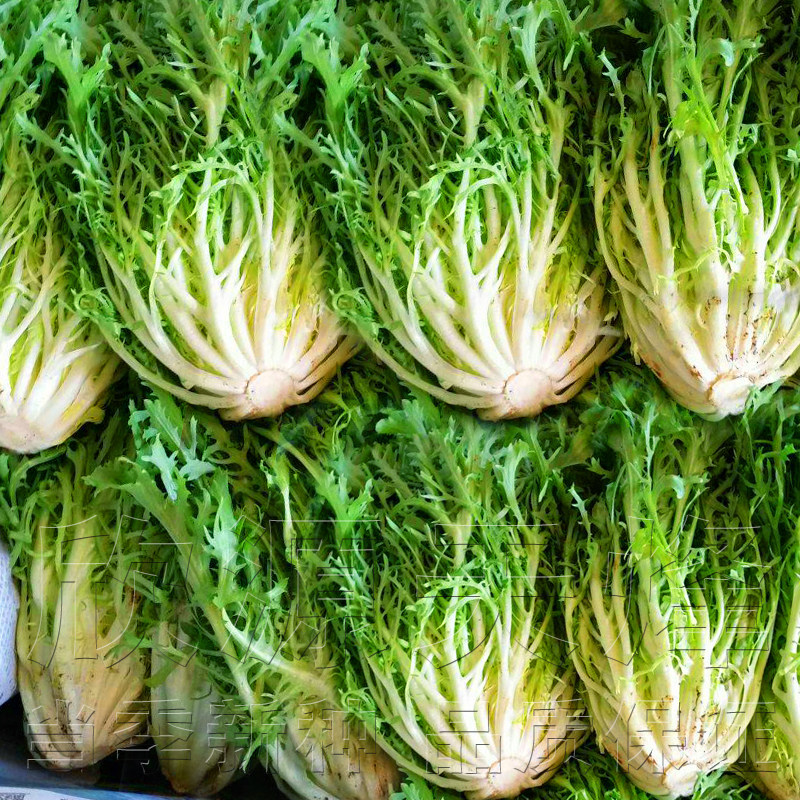黄心细叶苦菊菜种籽碎叶皇帝苦苣蔬菜种孑子四季播青生菜冬季夏季_虎窝淘