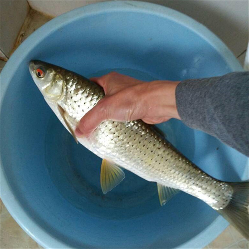 红眼鱼与赤眼鳟的区别,赤眼鳟什么档次鱼,赤眼鳟为何这么贵_大山谷图库