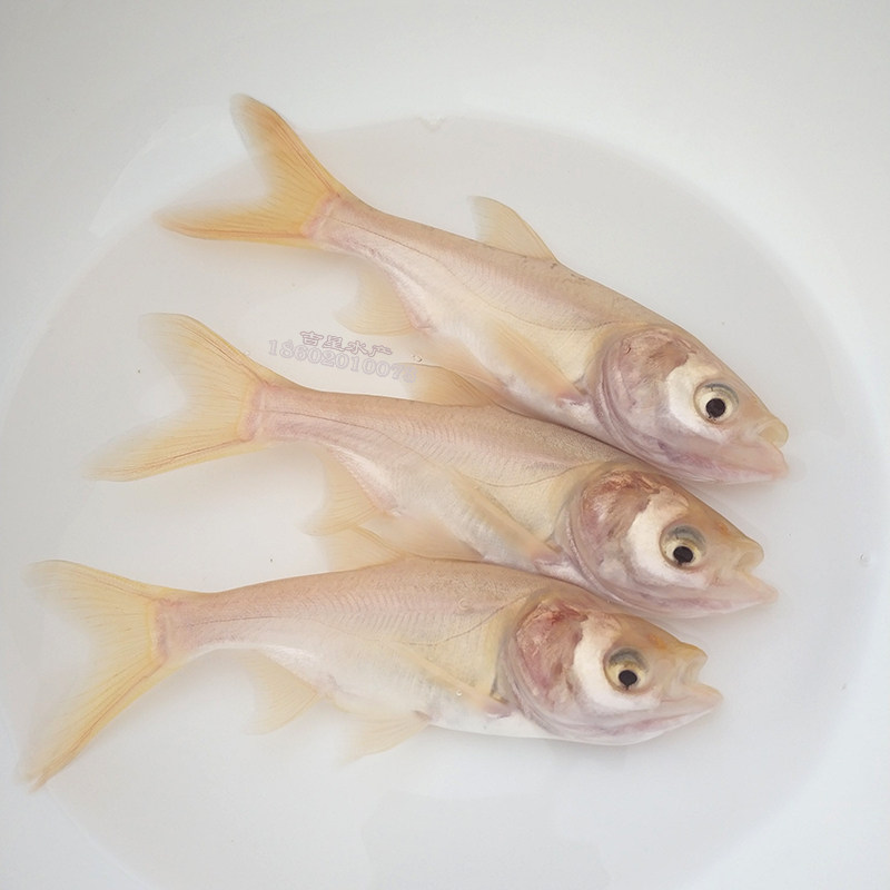 红眼鱼饲养技术,赤眼鱼什么养,赤眼鳟鱼怎么养_大山谷图库