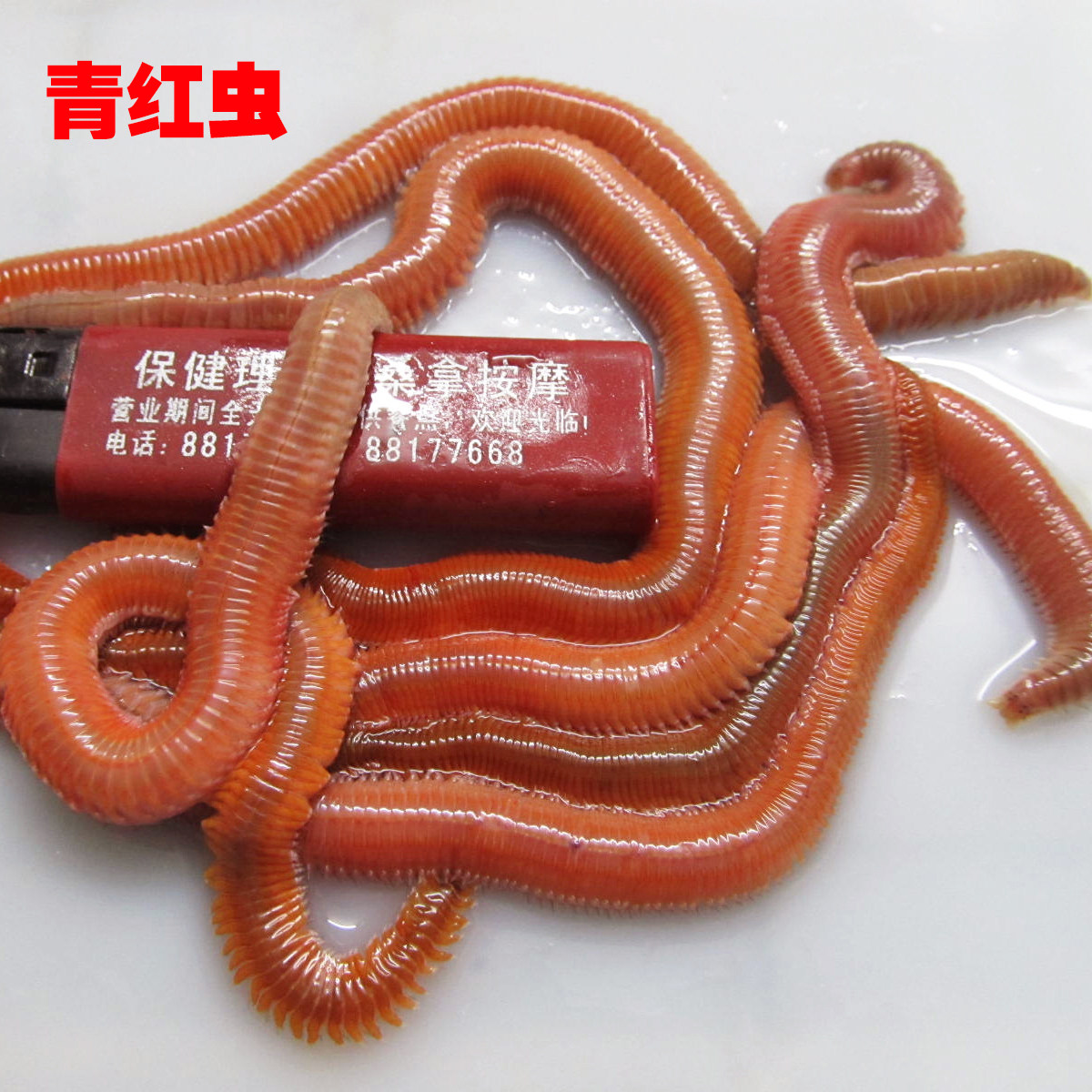 海钓矶钓活饵青虫青红虫海蜈蚣沙蚕海蚯蚓广东6盒起包邮顺丰 小编推荐 Wepost 全民代运 马来西亚中国淘宝代运与集运专家 1822