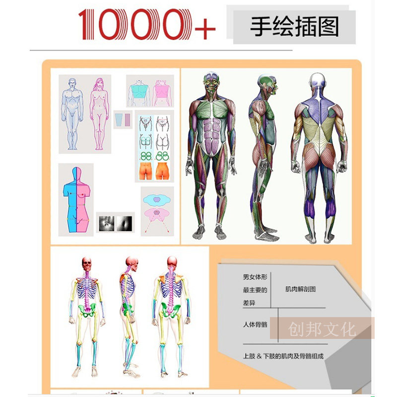 正版艺用人体结构 精华版 人物解剖教程 零基础初学者肌肉骨骼造型技法书 电子工业 素描绘画书插画画册画集手绘伯里曼教学书籍虎窝淘 7708