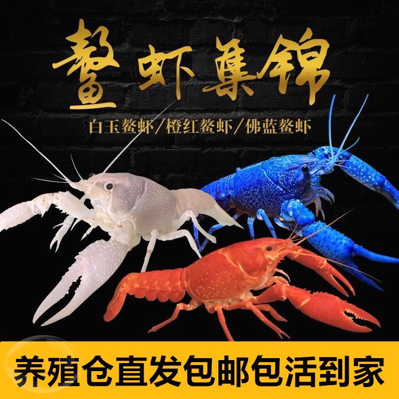 天空蓝魔鳌虾宠物虾人工天空蓝魔淡水观赏虾蓝鳌虾活体小龙虾包邮_虎窝淘