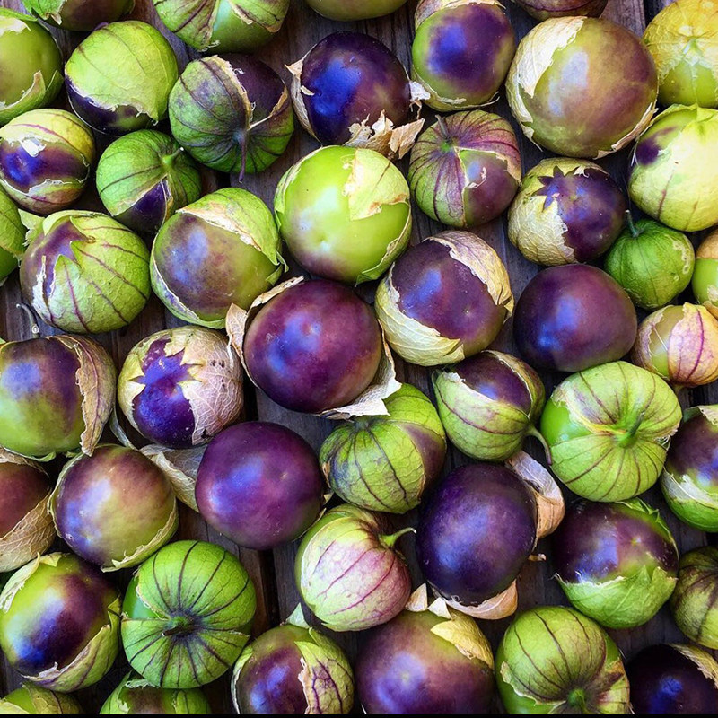 【MARSEED火星家】传家宝Purple Coban稀有紫科班浆果种子籽孑苗_虎窝淘