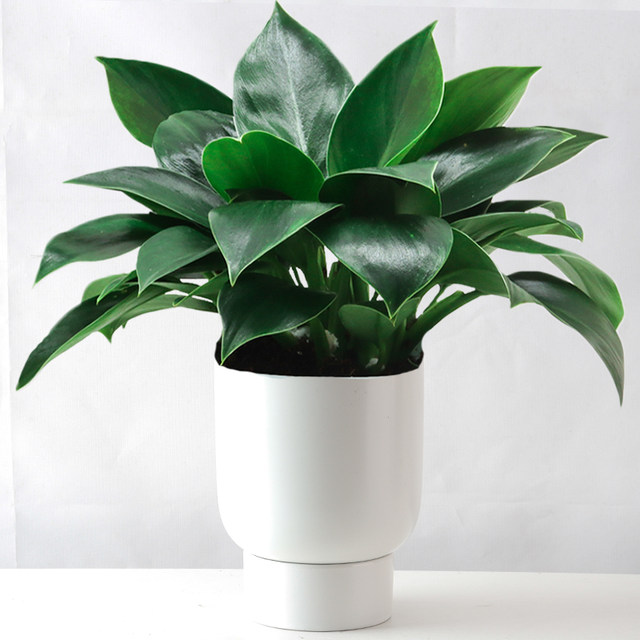 Golden diamond pot plant green princess green ivy plant indoor flower ...
