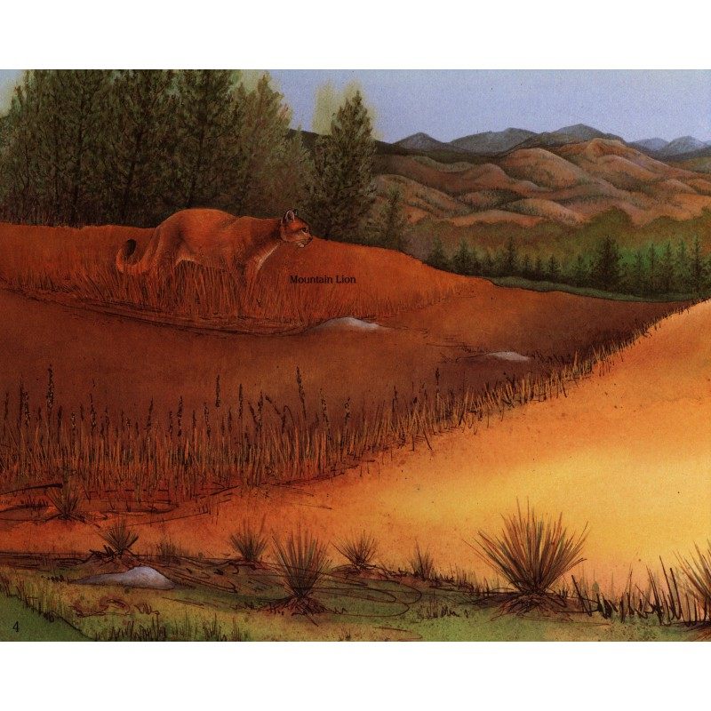 What Color Is Camouflage?(Let's Read and Find Out)自然科学启蒙2：什么是伪装色？进口儿童书3 ...