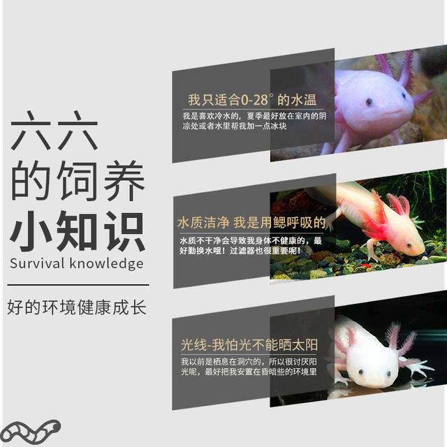 Hexagonal dinosaur feed fish food high -protein, oriental 蝾螈 Qing ...