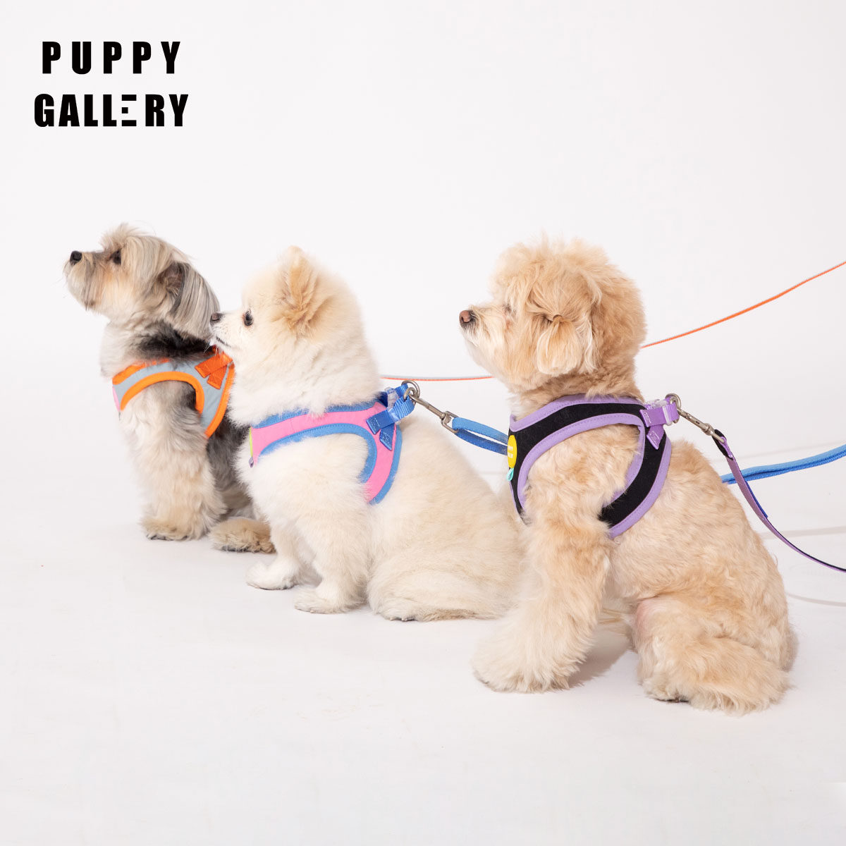 2022春季新款韩国Puppy Gallery狗狗胸背小型犬比熊背心式牵引绳_虎窝淘