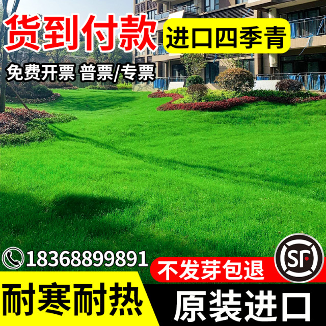 Dwarf four-season green grass seeds tall fescue ryegrass seeds slope ...