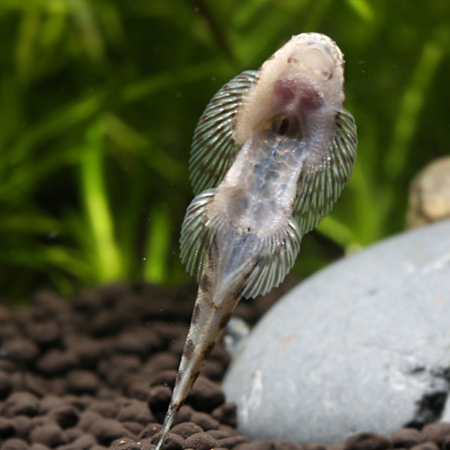 Pipa Qing Daofu double suction cello small violin climbing rocky fish ...