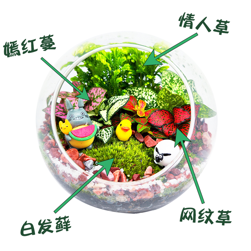 微景观生态瓶成品缸盆景玻璃苔藓创意植物造景材料办公室室内桌面_虎窝淘