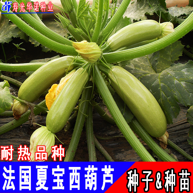 进口法国夏宝西葫芦种子高产耐热绿瓜条茭瓜角瓜白瓜小瓜笋瓜四季_虎窝淘