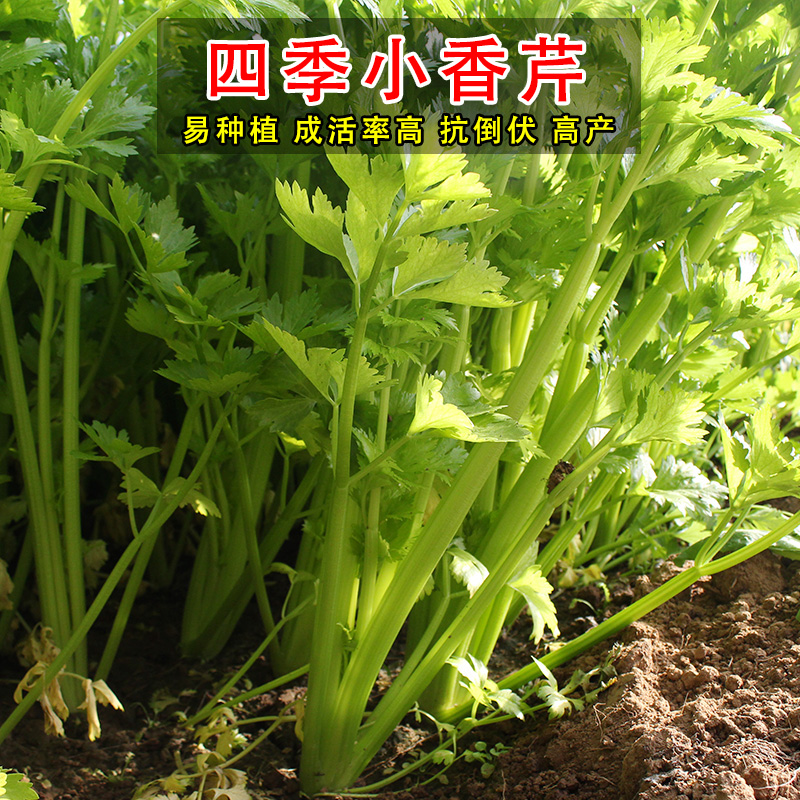 芹菜种子/芹菜苗四季小香芹种籽四季清香小芹菜大面积种植蔬菜 - 小编推荐 - WePost 全民代运 - 马来西亚中国淘宝代运与集运专家