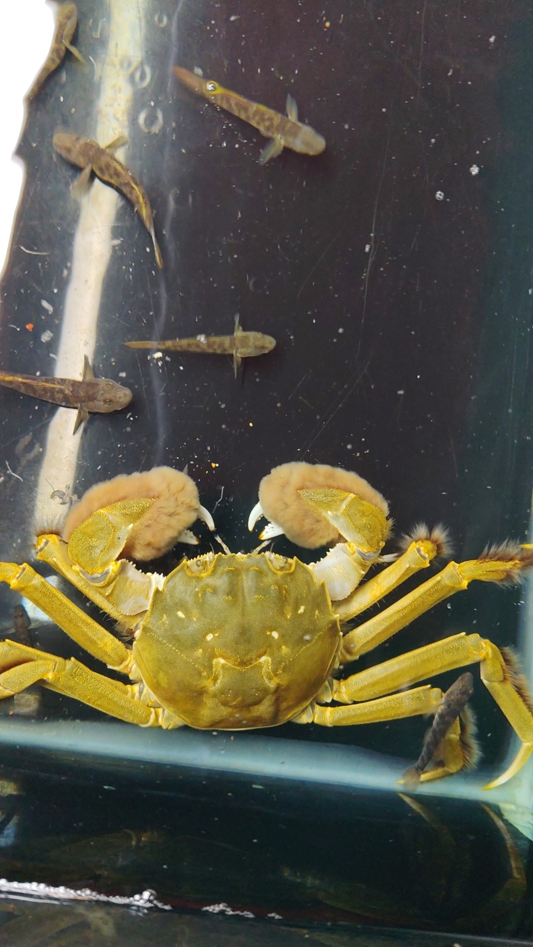 盘锦宠物贩子怎么翻译_盘锦宠物贩子英文用法_盘锦宠物贩子英语例句_淘宝翻译网