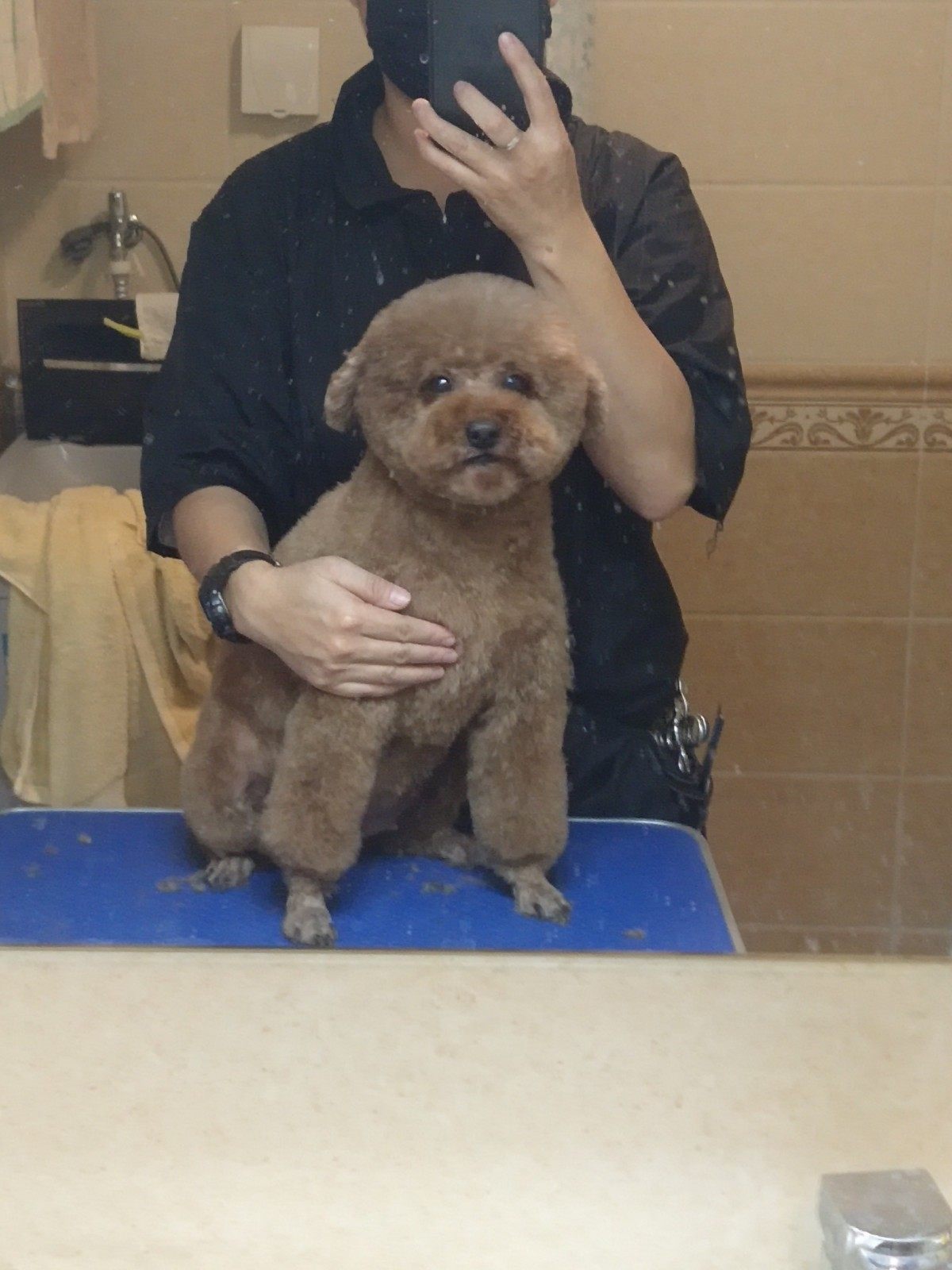 宠物剪毛上门怎么翻译_宠物剪毛上门英文用法_宠物剪毛上门英语例句_淘宝翻译网