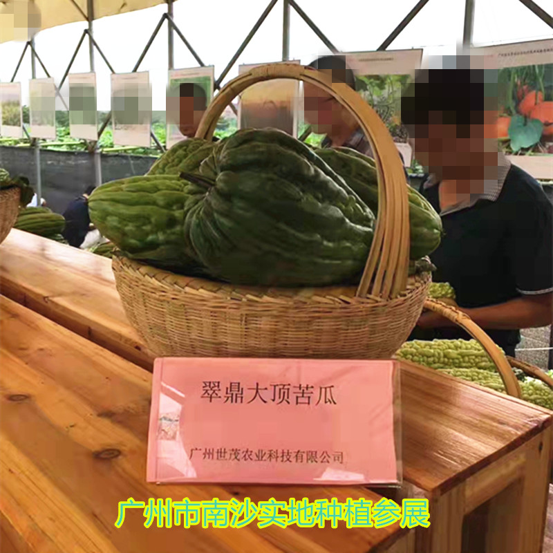 翠鼎苦瓜怎么翻译_翠鼎苦瓜英文用法_翠鼎苦瓜英语例句_淘宝翻译网