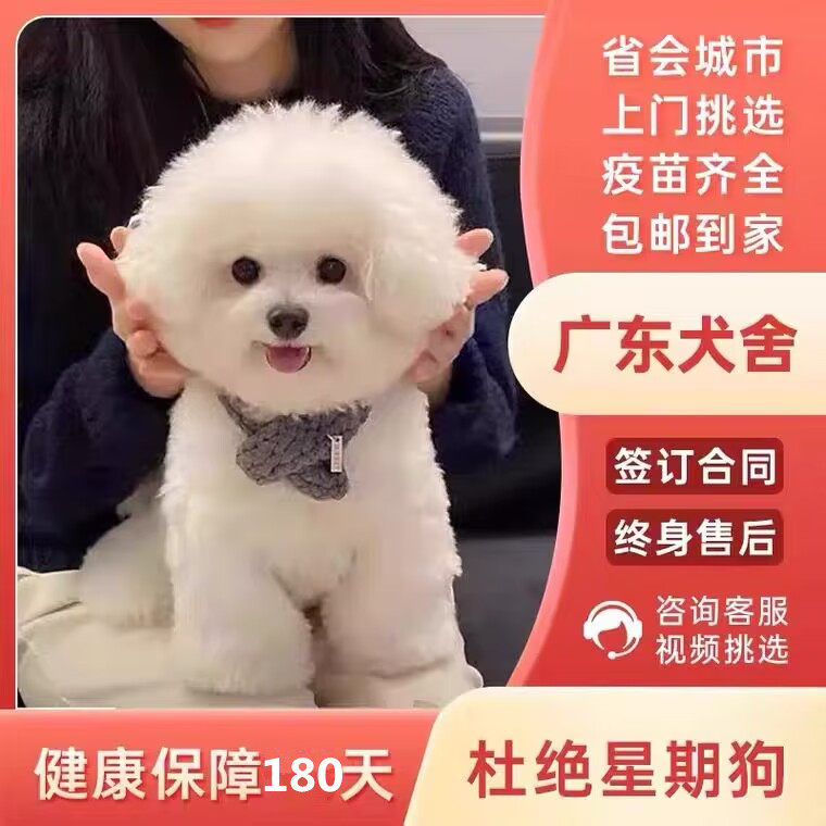 广州买宠物狗去哪买怎么翻译_广州买宠物狗去哪买英文用法_广州买宠物狗去哪买英语例句_淘宝翻译网